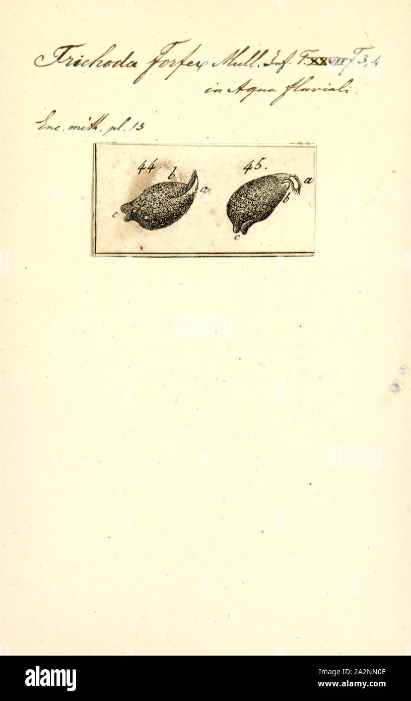 Trichoda forfex, Print Stock Photo - Alamy