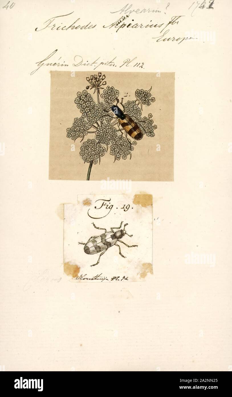 Trichodes, Print, Trichodes is a genus of checkered beetles belonging ...