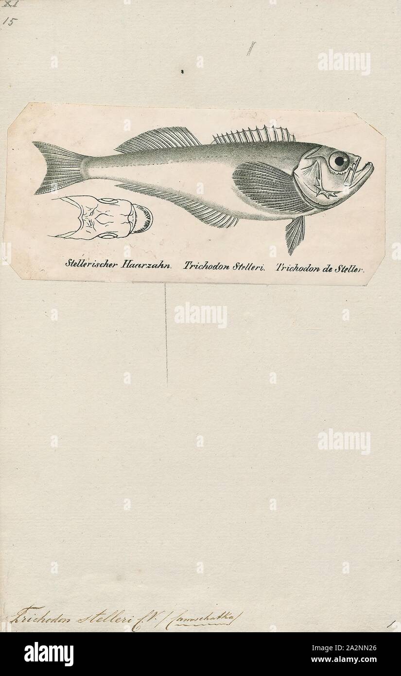 Trichodon stelleri, Print, 1700-1880 Stock Photo - Alamy