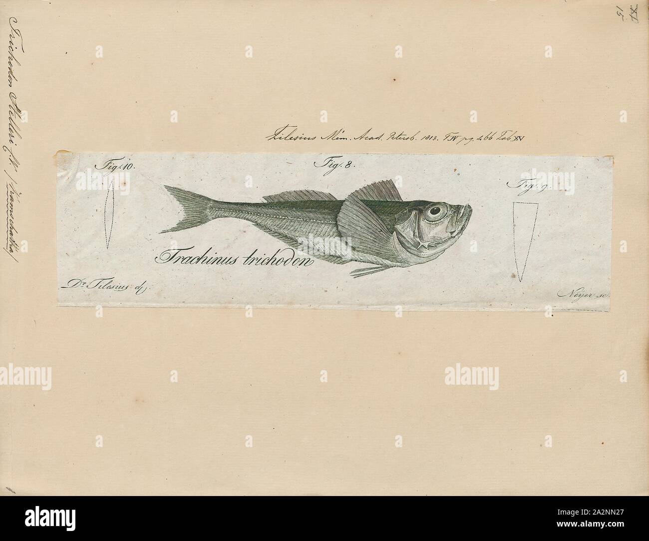 Trichodon stelleri, Print, 1700-1880 Stock Photo - Alamy