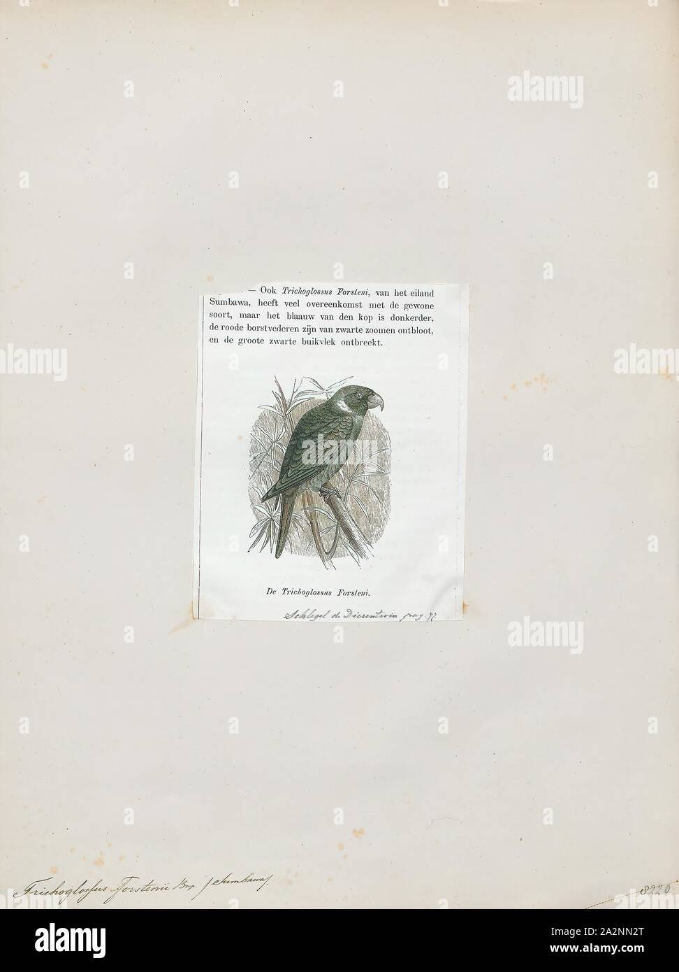 Trichoglossus forsteni, Print, The sunset lorikeet (Trichoglossus ...