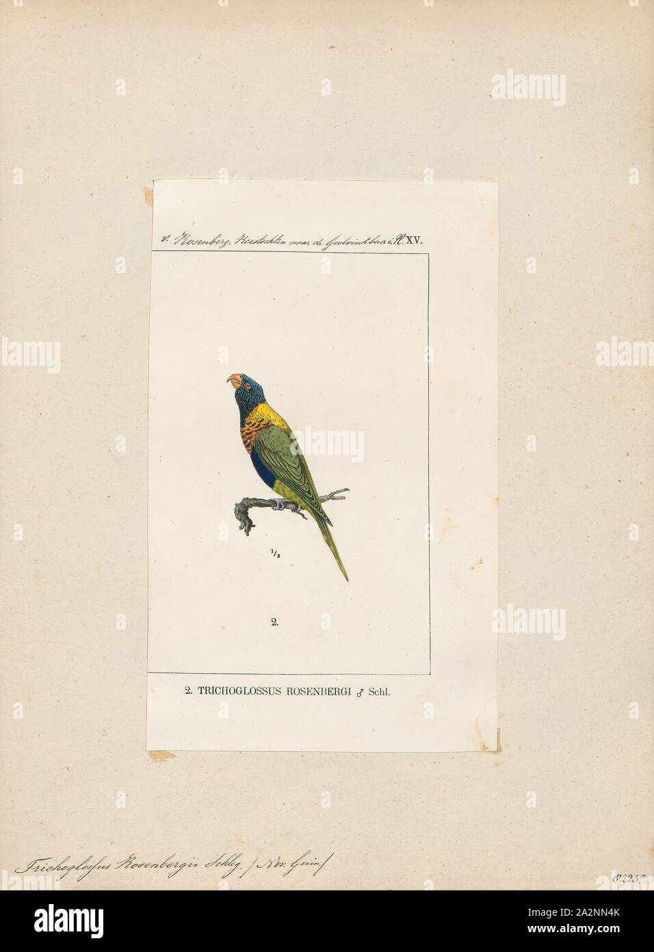 Biak lorikeet hi-res stock photography and images - Alamy