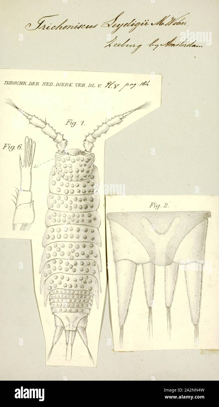 Common pygmy woodlouse hi-res stock photography and images - Alamy