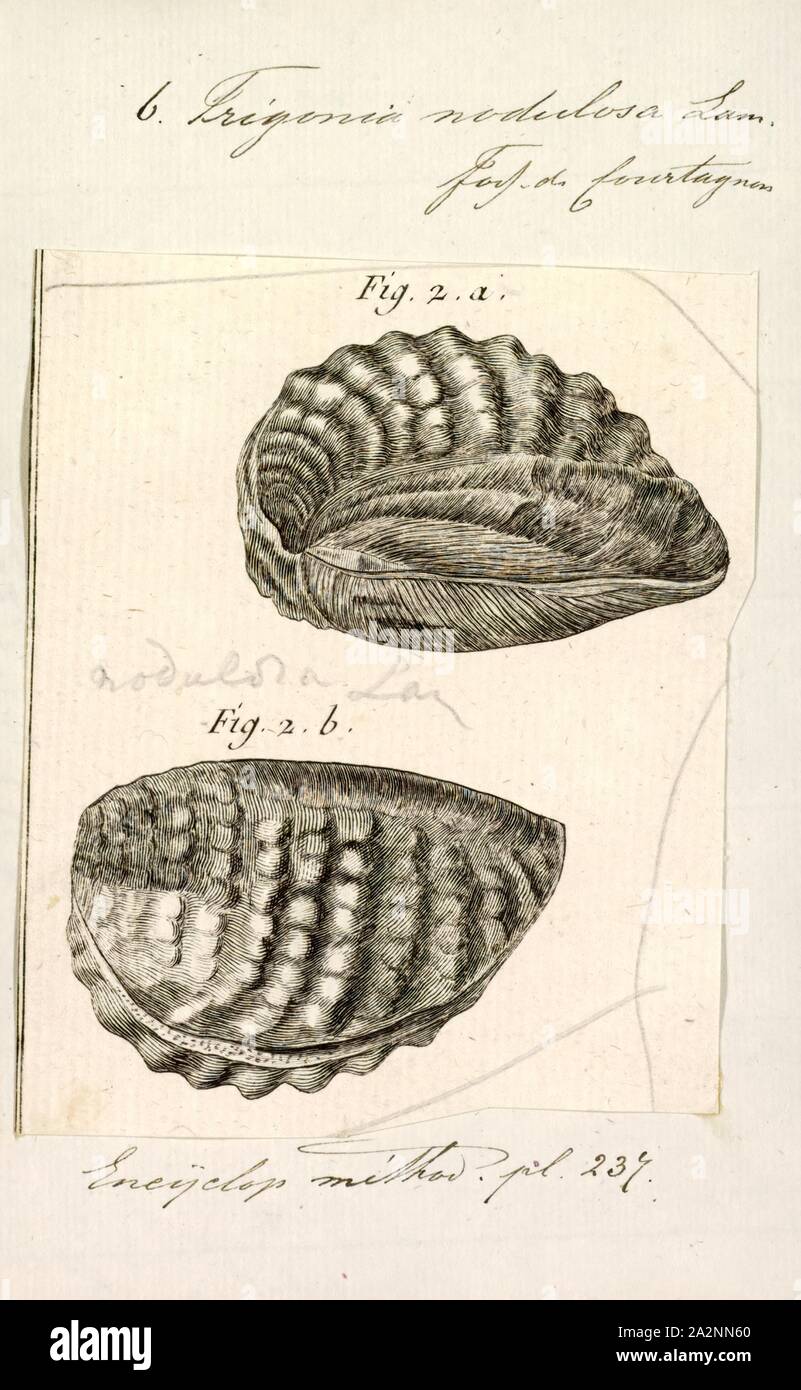 Trigonia nodulosa hi-res stock photography and images - Alamy