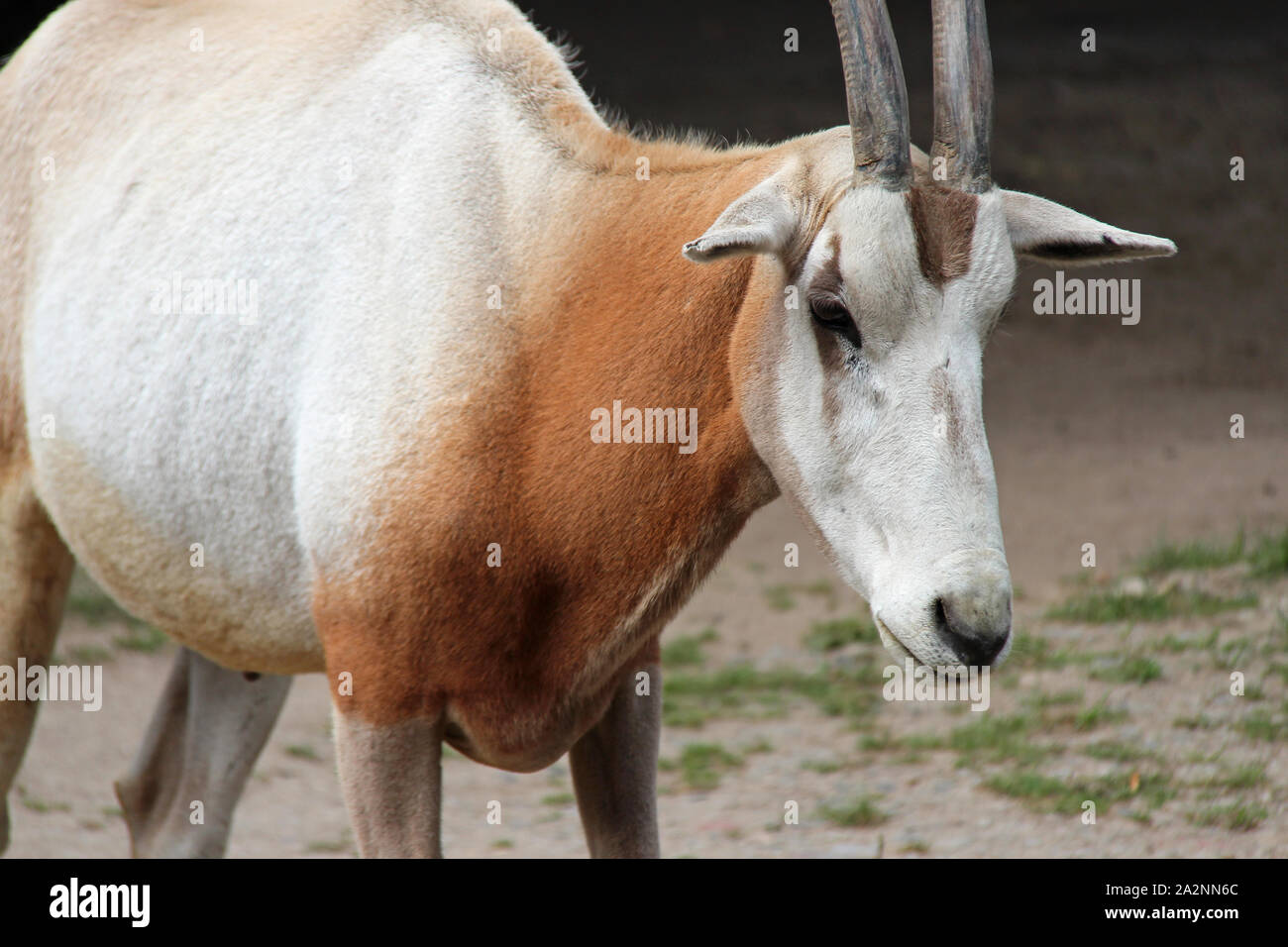Zoo berlinois hi-res stock photography and images - Alamy