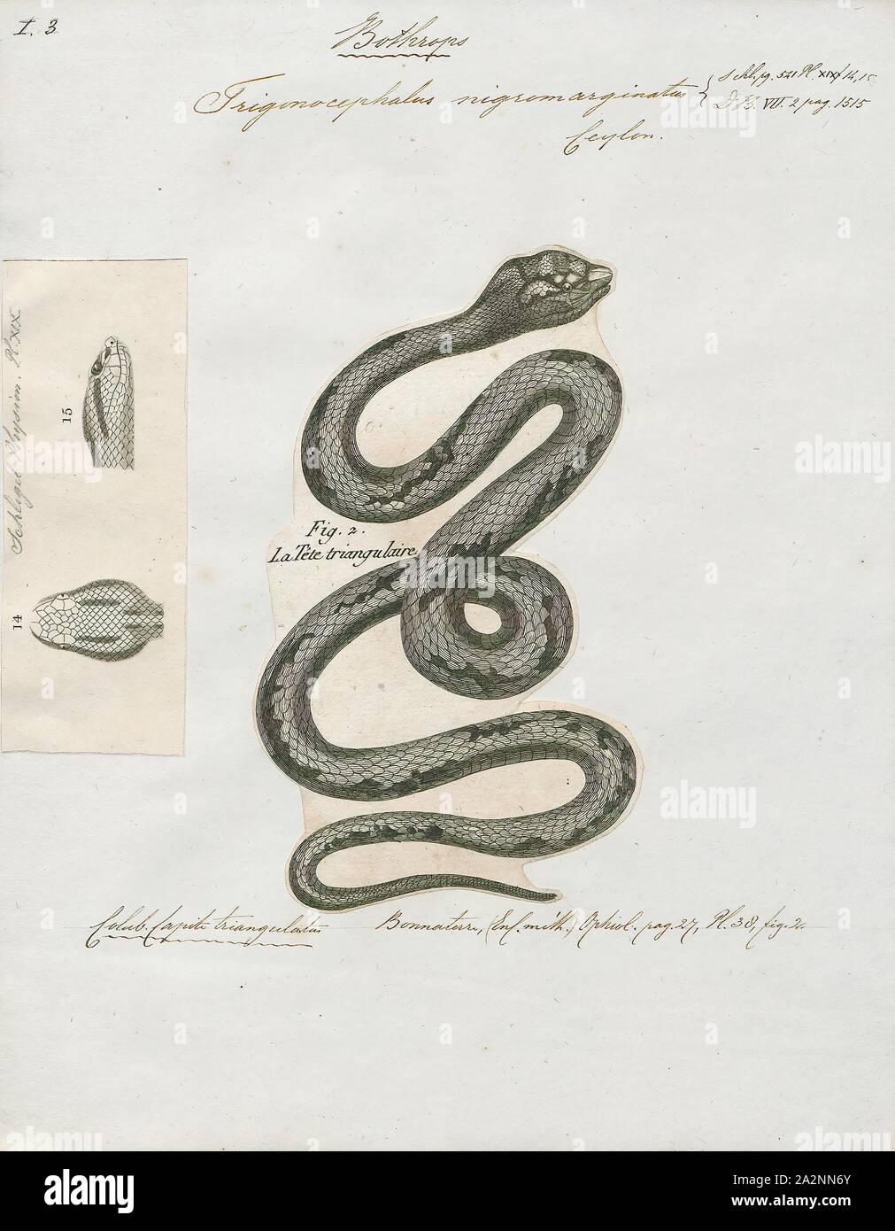 Pala polonga hi-res stock photography and images - Alamy