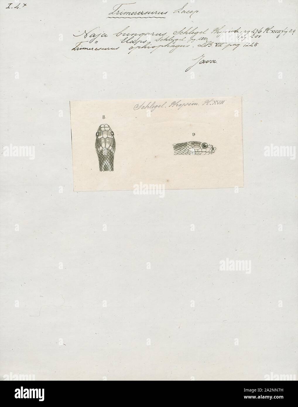 Asian lanceheads hi-res stock photography and images - Alamy