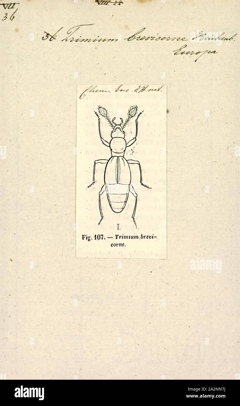 Trimium hi-res stock photography and images - Alamy