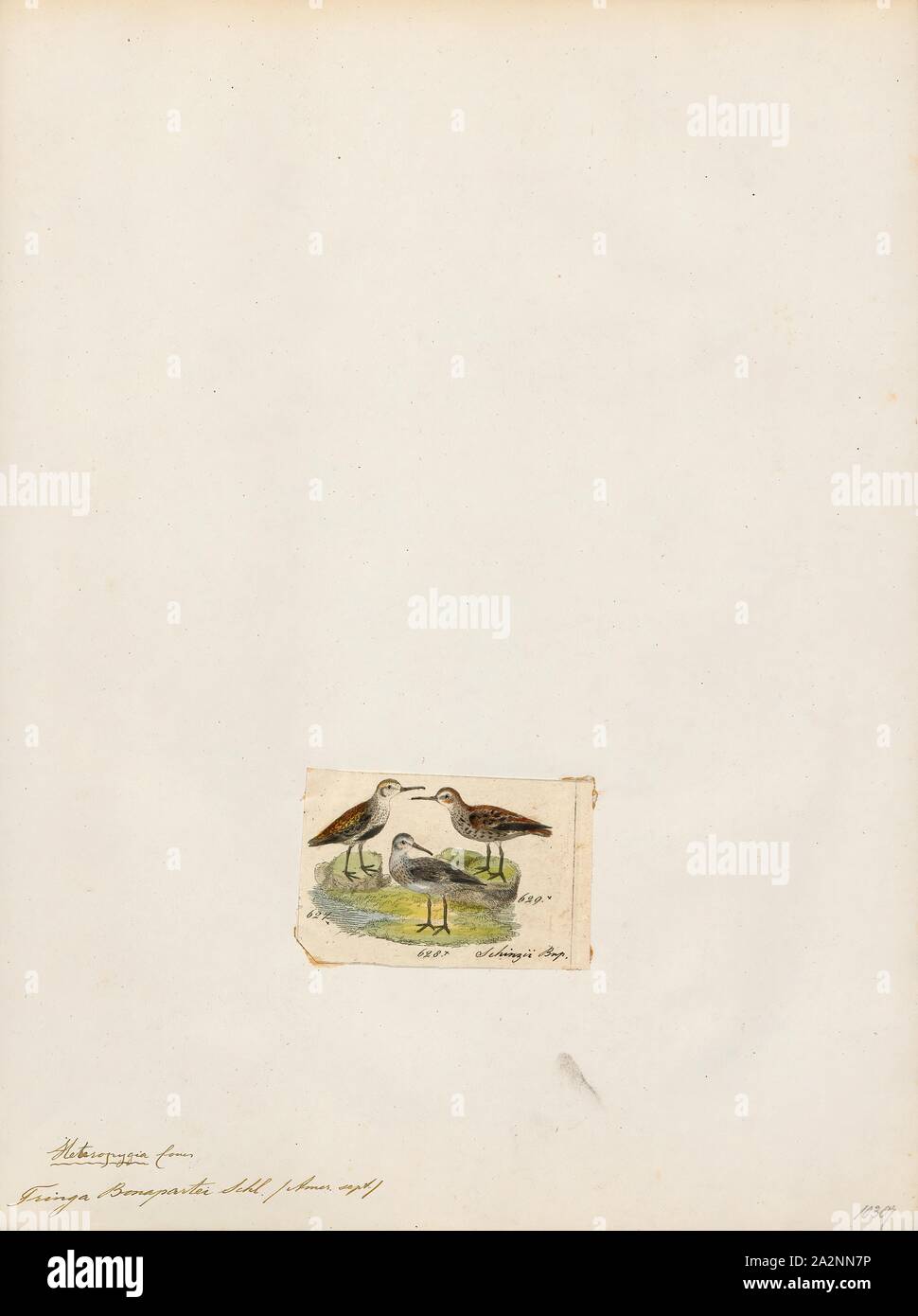 Tringa bonapartei hi-res stock photography and images - Alamy