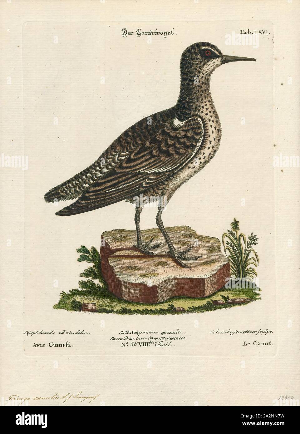 English breeds hi-res stock photography and images - Alamy