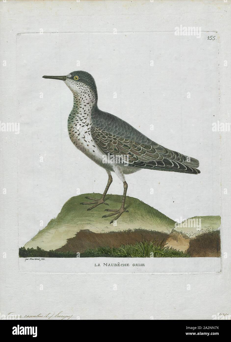 English breeds hi-res stock photography and images - Alamy