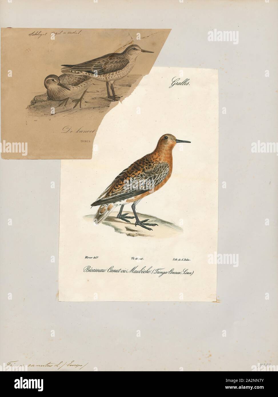 English breeds hi-res stock photography and images - Alamy