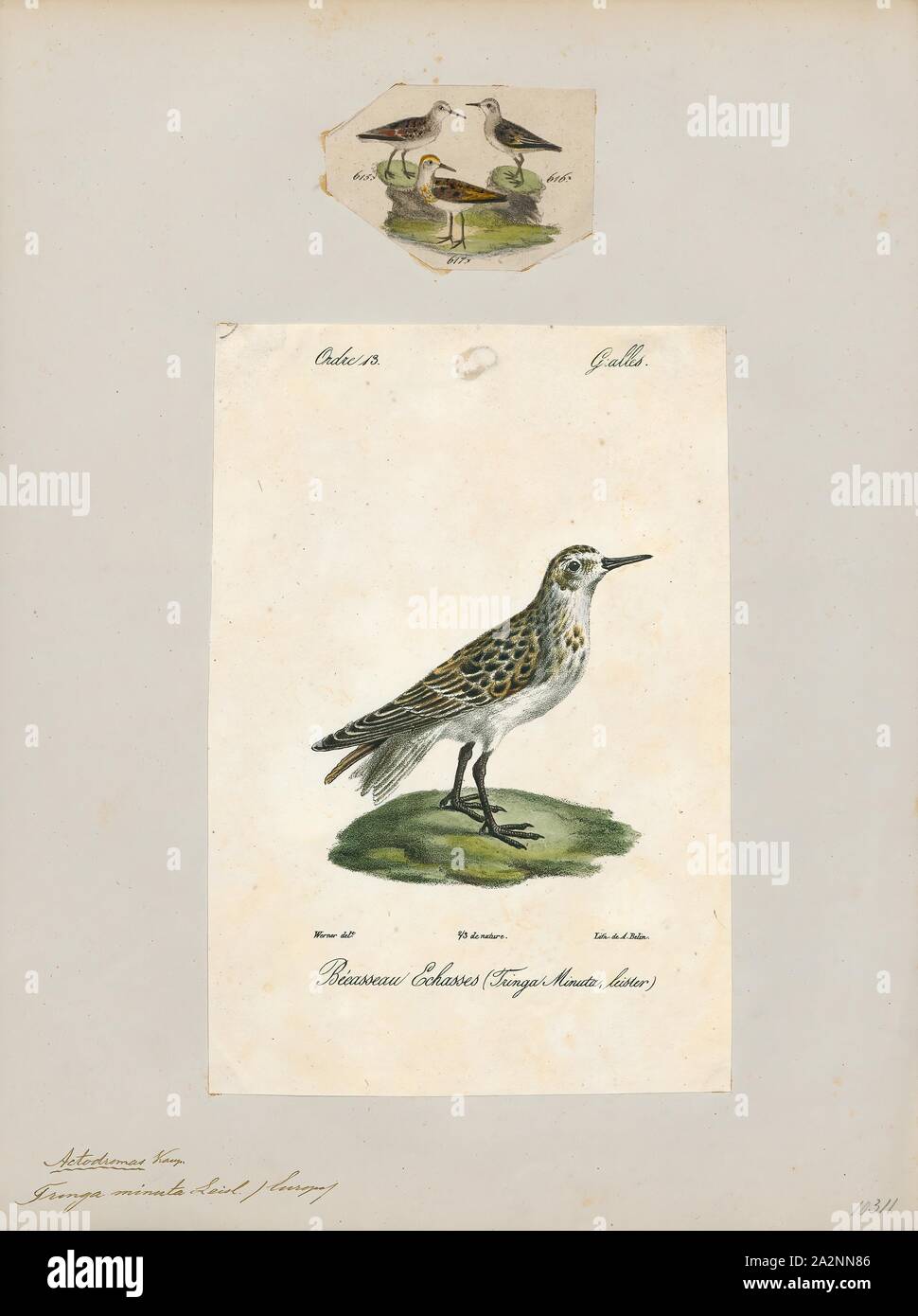 Tringa minuta, Print, Tringa is a genus of waders, containing the ...