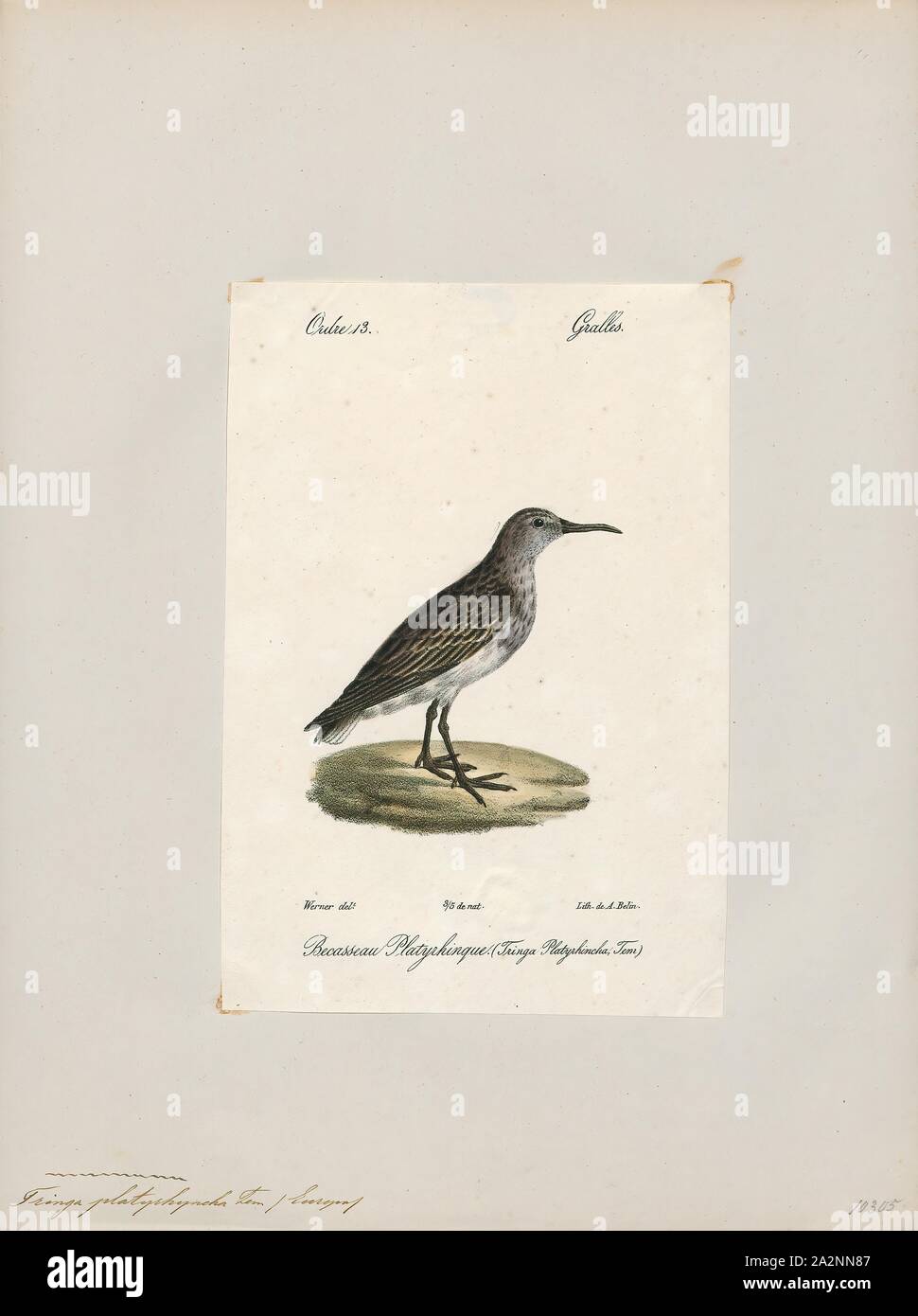 Tringa platyrhyncha, Print, Tringa is a genus of waders, containing the ...