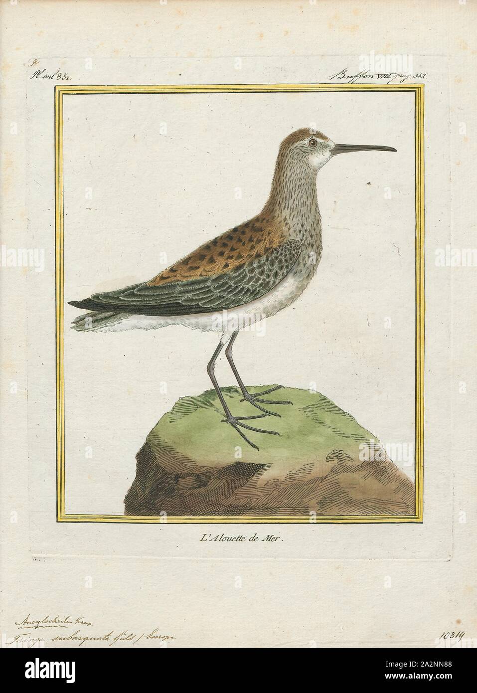 Tringa subarquata, Print, Tringa is a genus of waders, containing the ...