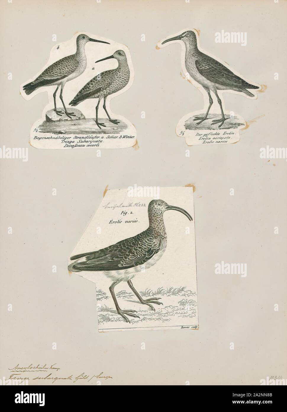 Tringa subarquata, Print, Tringa is a genus of waders, containing the ...