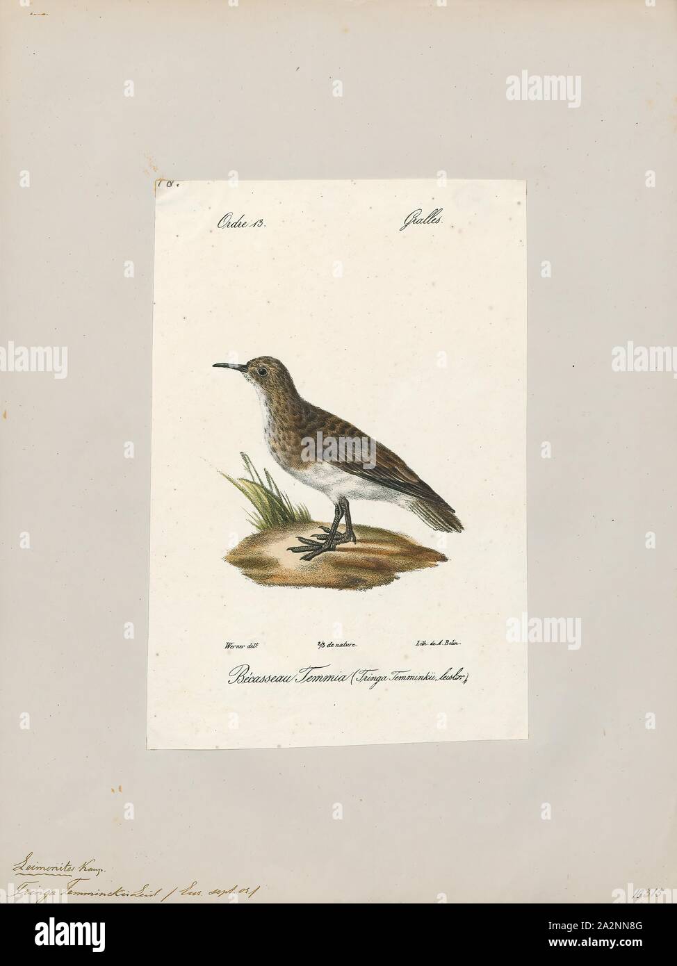 Tringa temminckii, Print, Tringa is a genus of waders, containing the ...