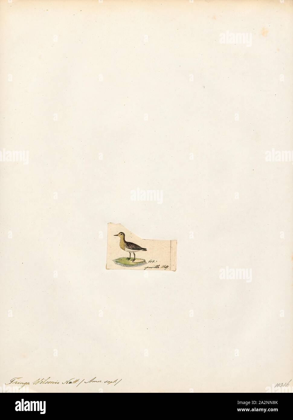 Tringa wilsonii hi-res stock photography and images - Alamy