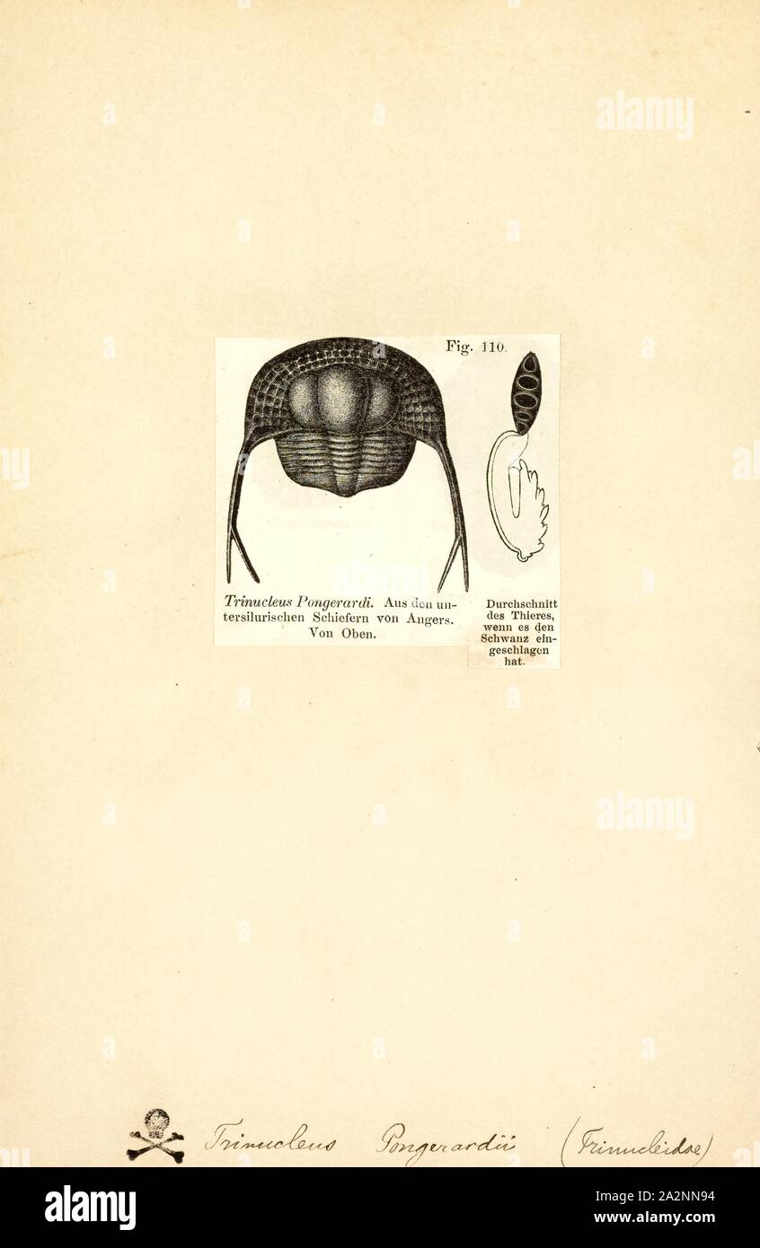 Trinucleus hi-res stock photography and images - Alamy