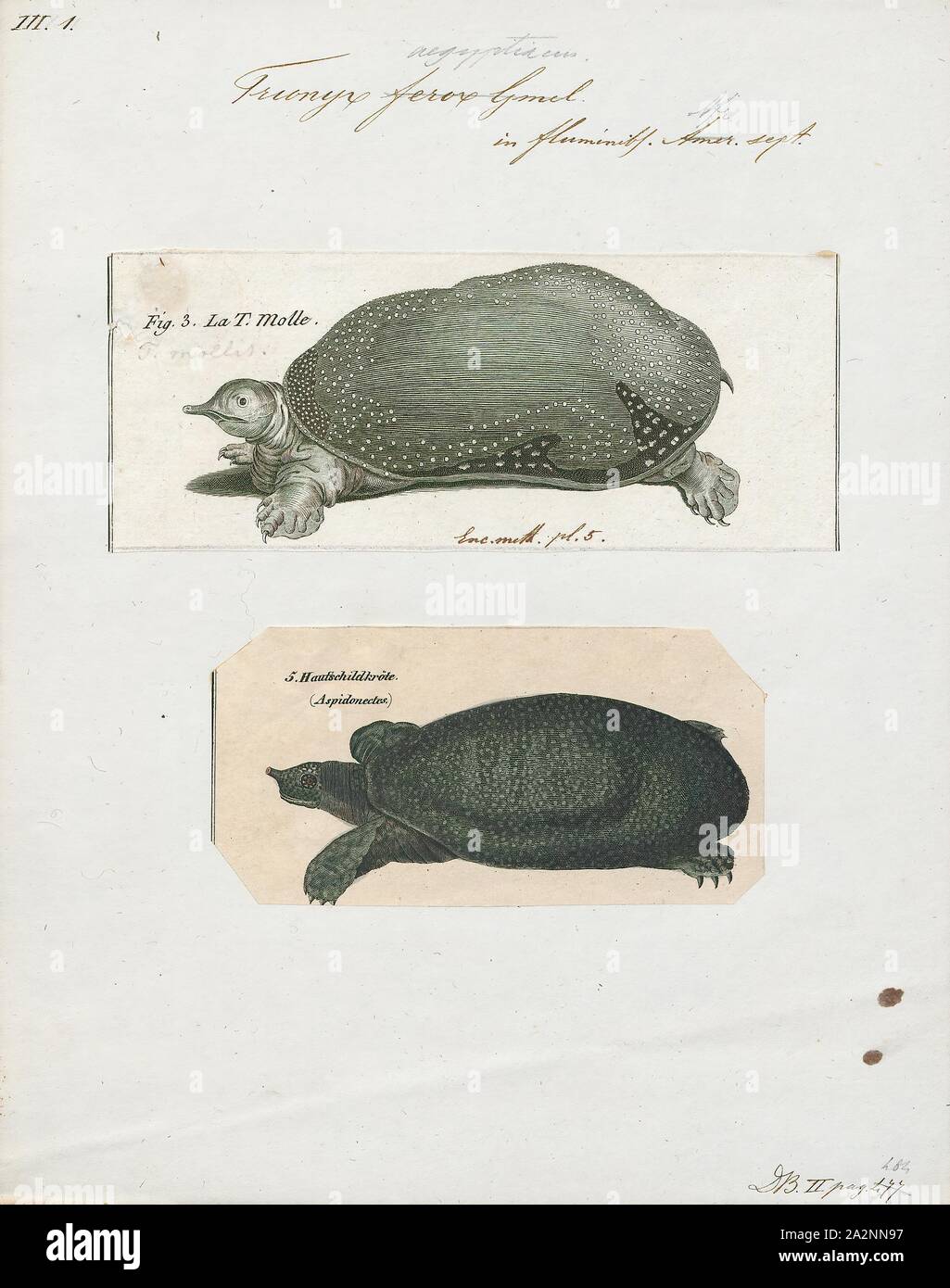 Trionyx aegyptiacus, Print, Trionyx is a genus of softshell turtles ...