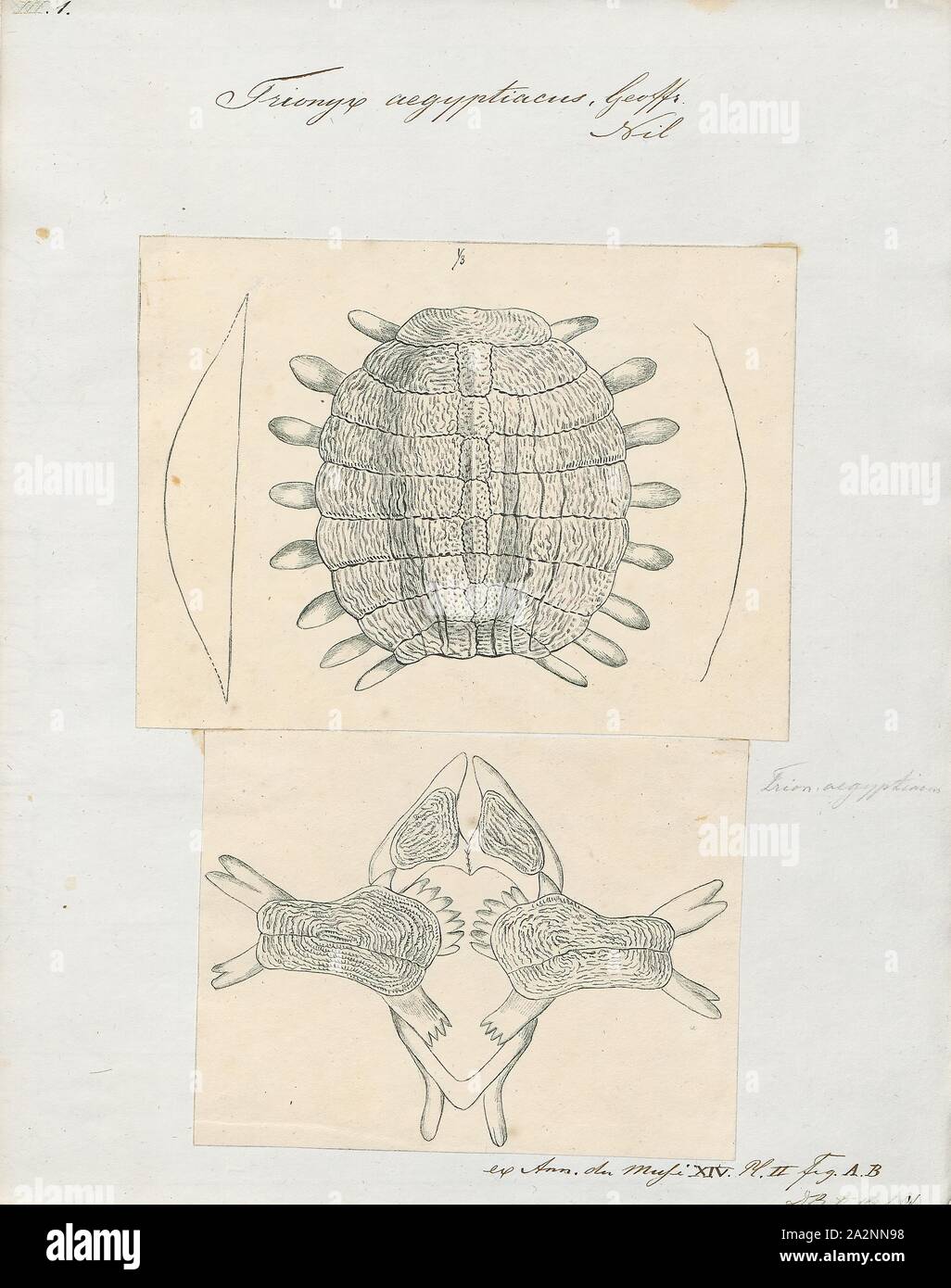 Trionyx aegyptiacus, Print, Trionyx is a genus of softshell turtles ...
