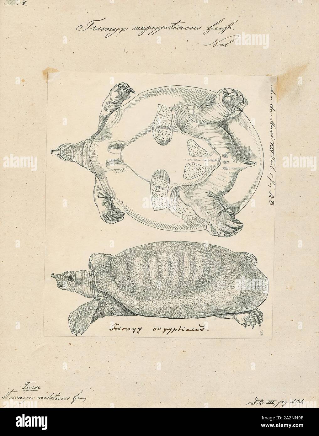 African softshell turtle hi-res stock photography and images - Alamy