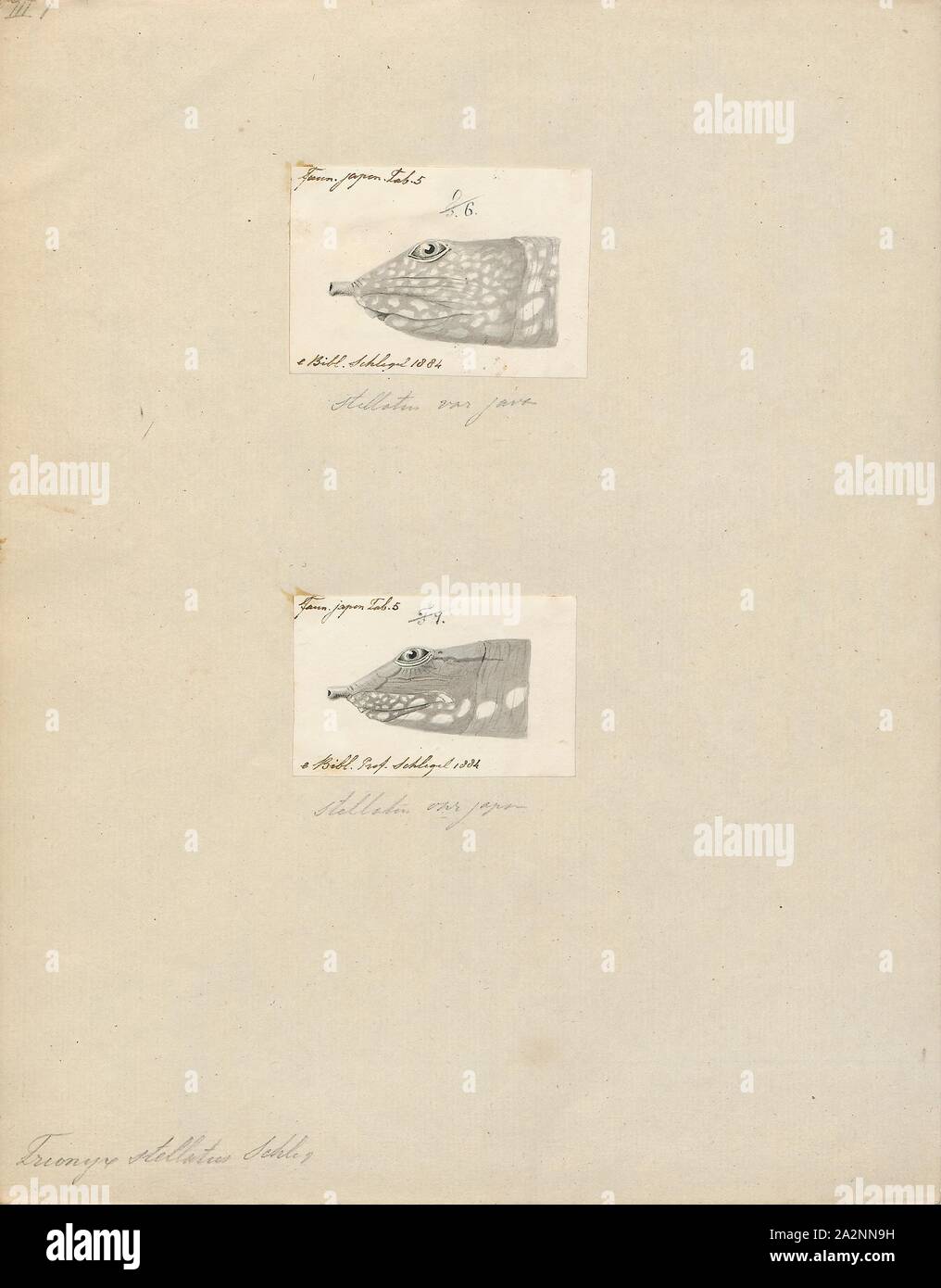 Trionyx stellatus, Print, Trionyx is a genus of softshell turtles ...
