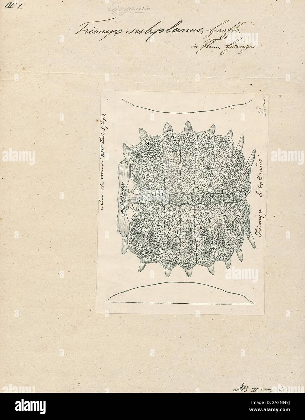 Trionyx subplanus hi-res stock photography and images - Alamy