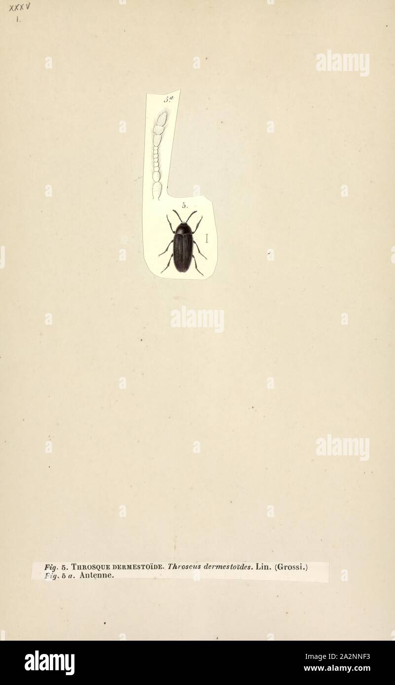 Trixagus, Print, Trixagus is a genus of small false click beetles in ...