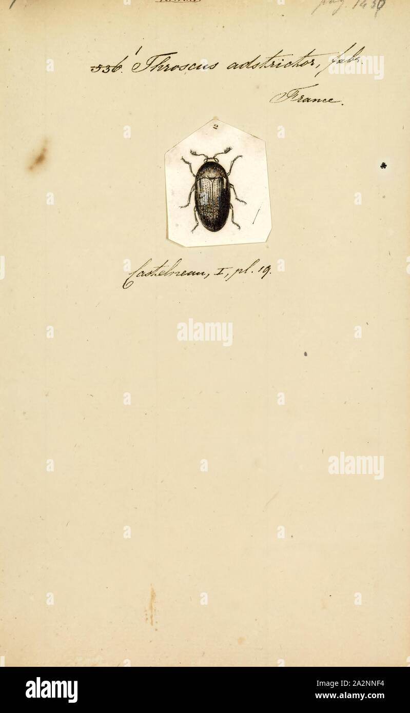 False click beetles hi-res stock photography and images - Alamy