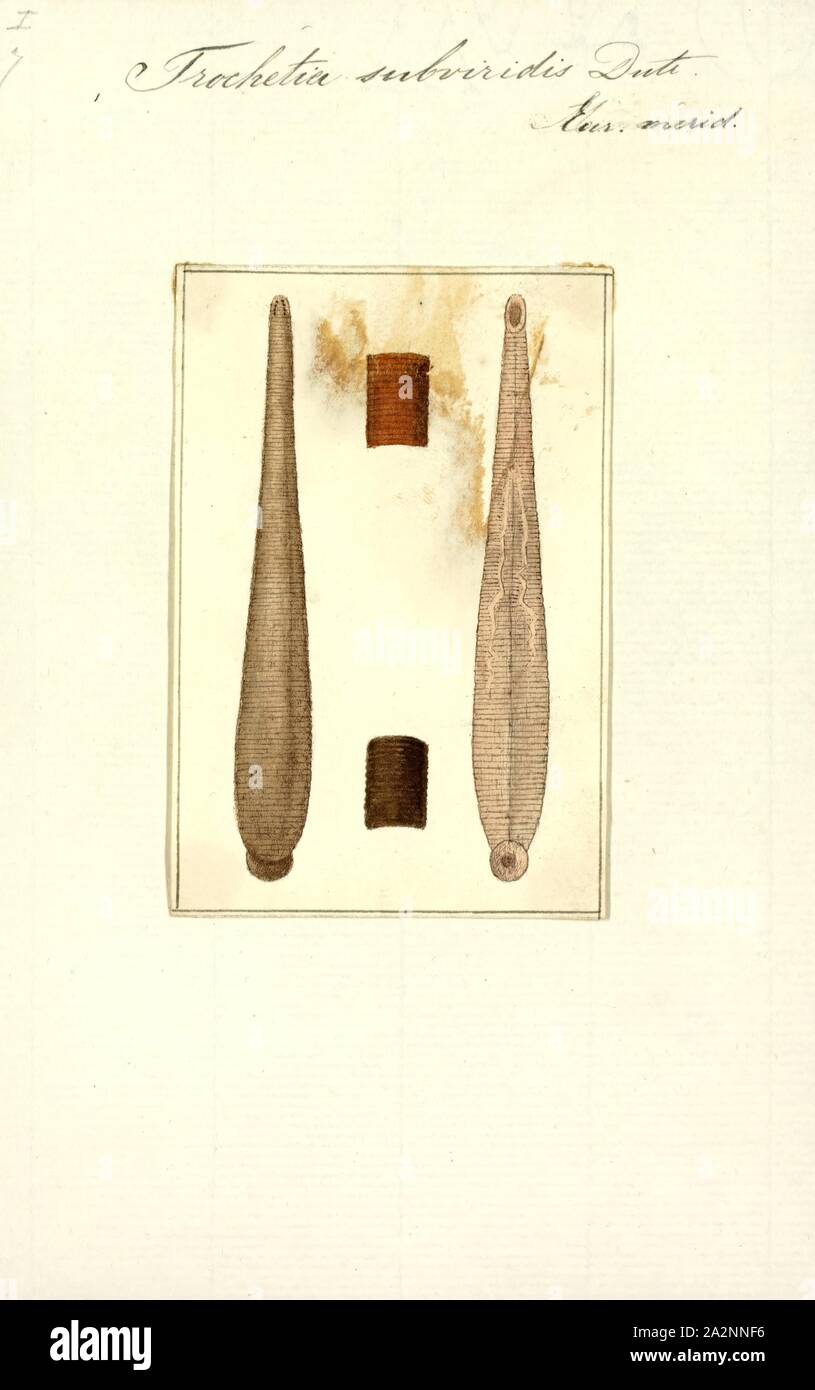 Trochetia subviridis hi-res stock photography and images - Alamy