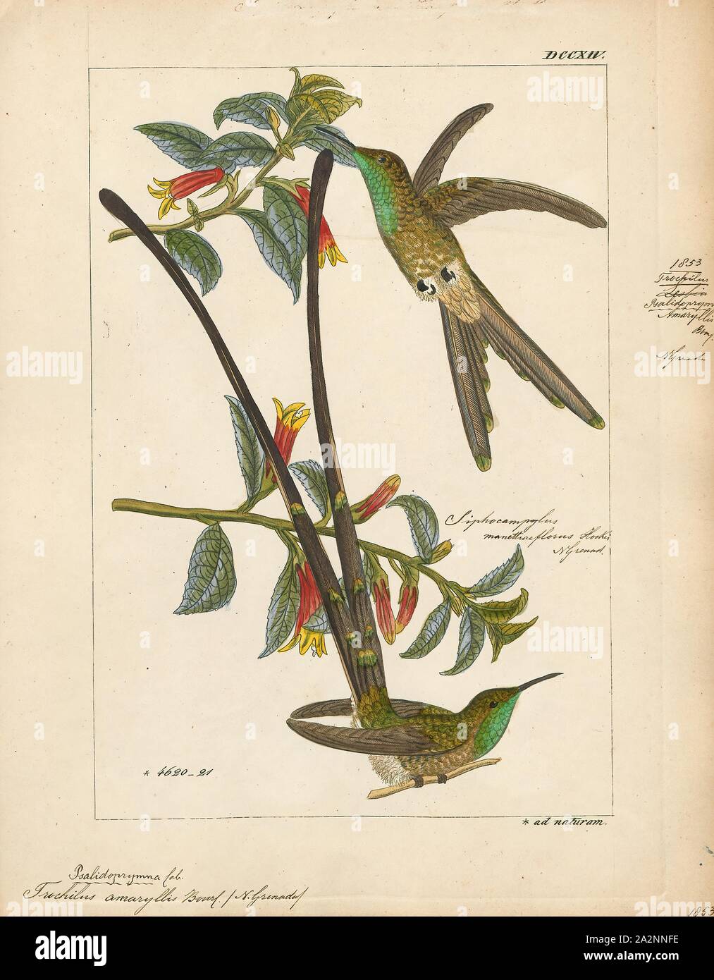 Trochilus amaryllis, Print, Streamertail, The streamertails are ...