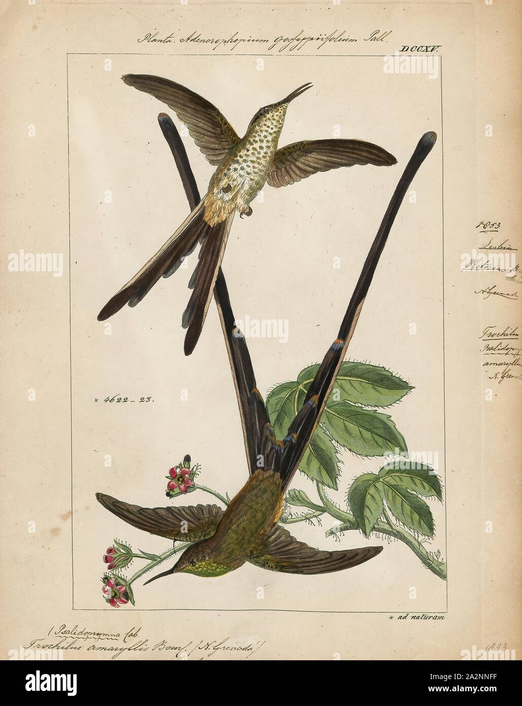 Trochilus amaryllis hi-res stock photography and images - Alamy