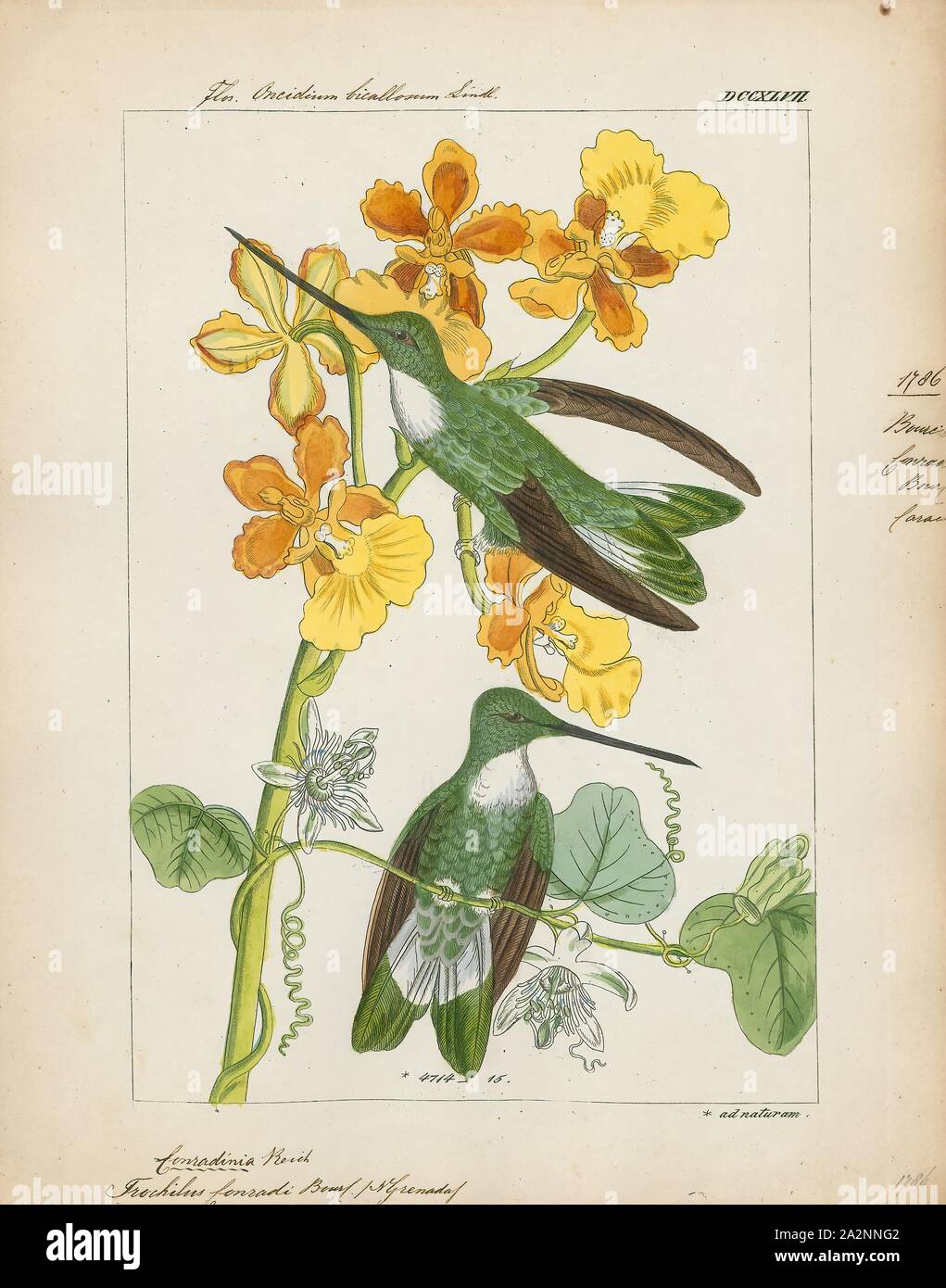 Trochilus conradi hi-res stock photography and images - Alamy