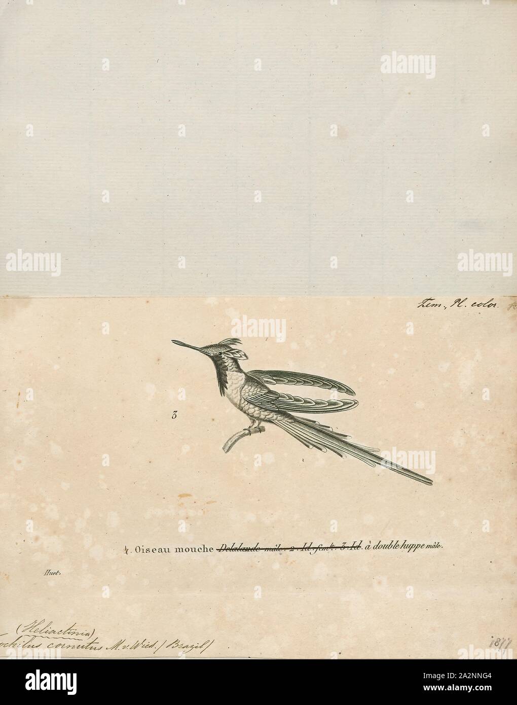 Trochilus cornutus, Print, Streamertail, The streamertails are ...