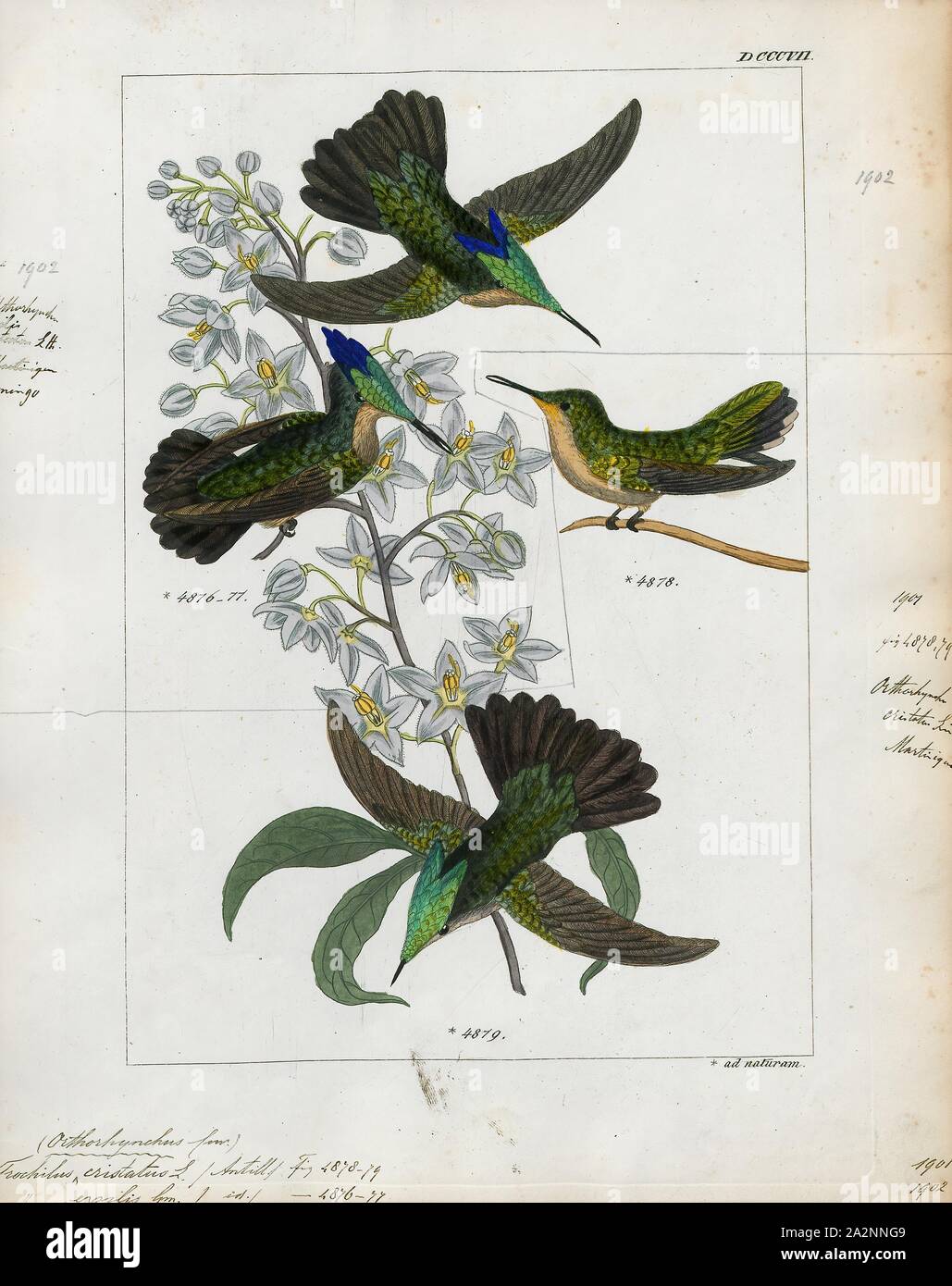 Trochilus cristatus, Print, Streamertail, The streamertails are ...