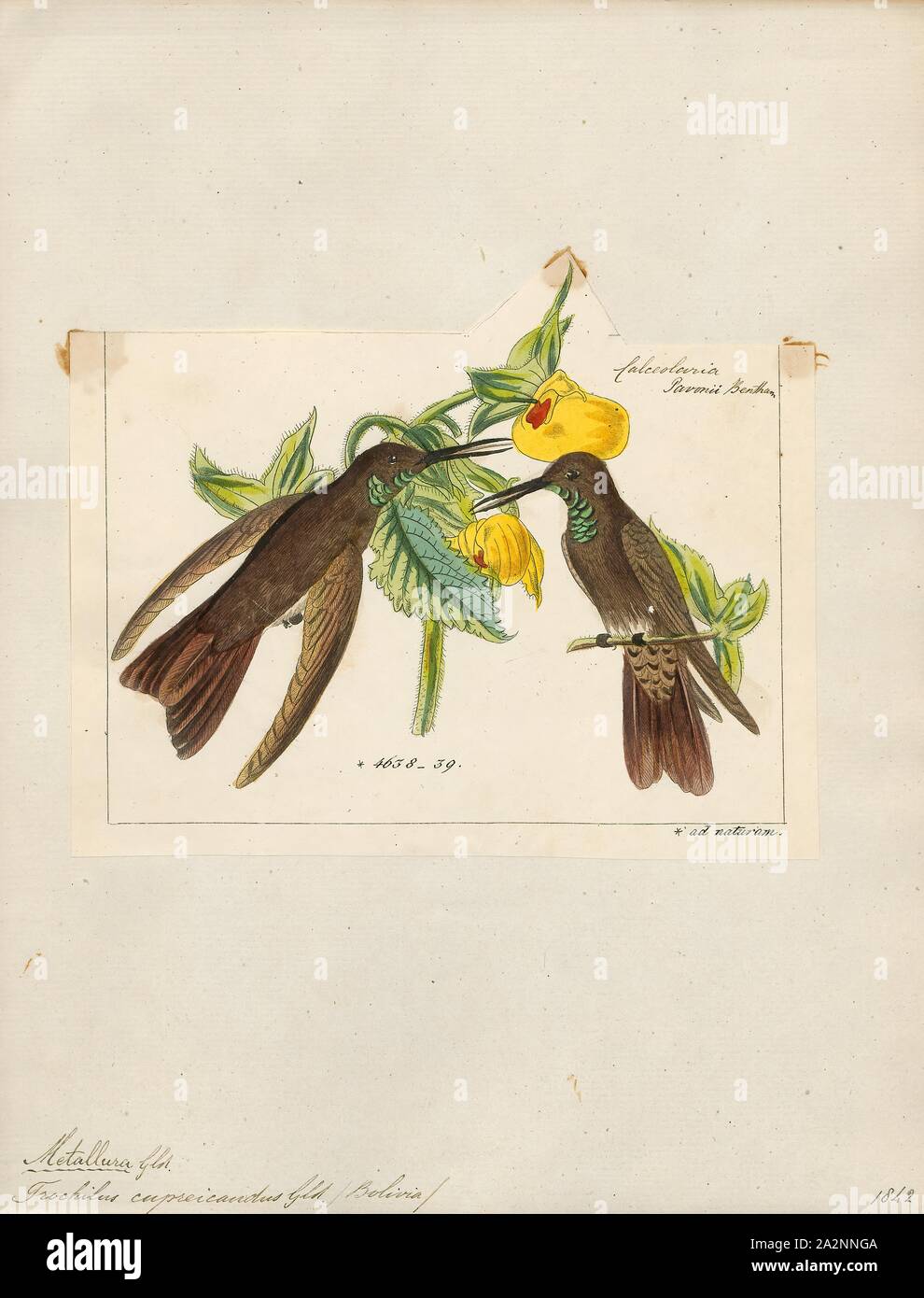 Trochilus cupreicaudus hi-res stock photography and images - Alamy