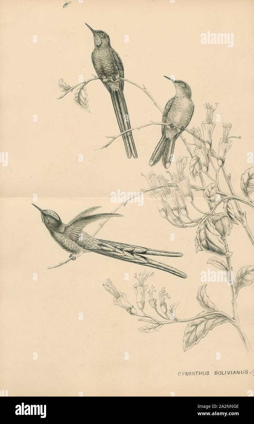 Trochilus cyanurus, Print, Streamertail, The streamertails are ...