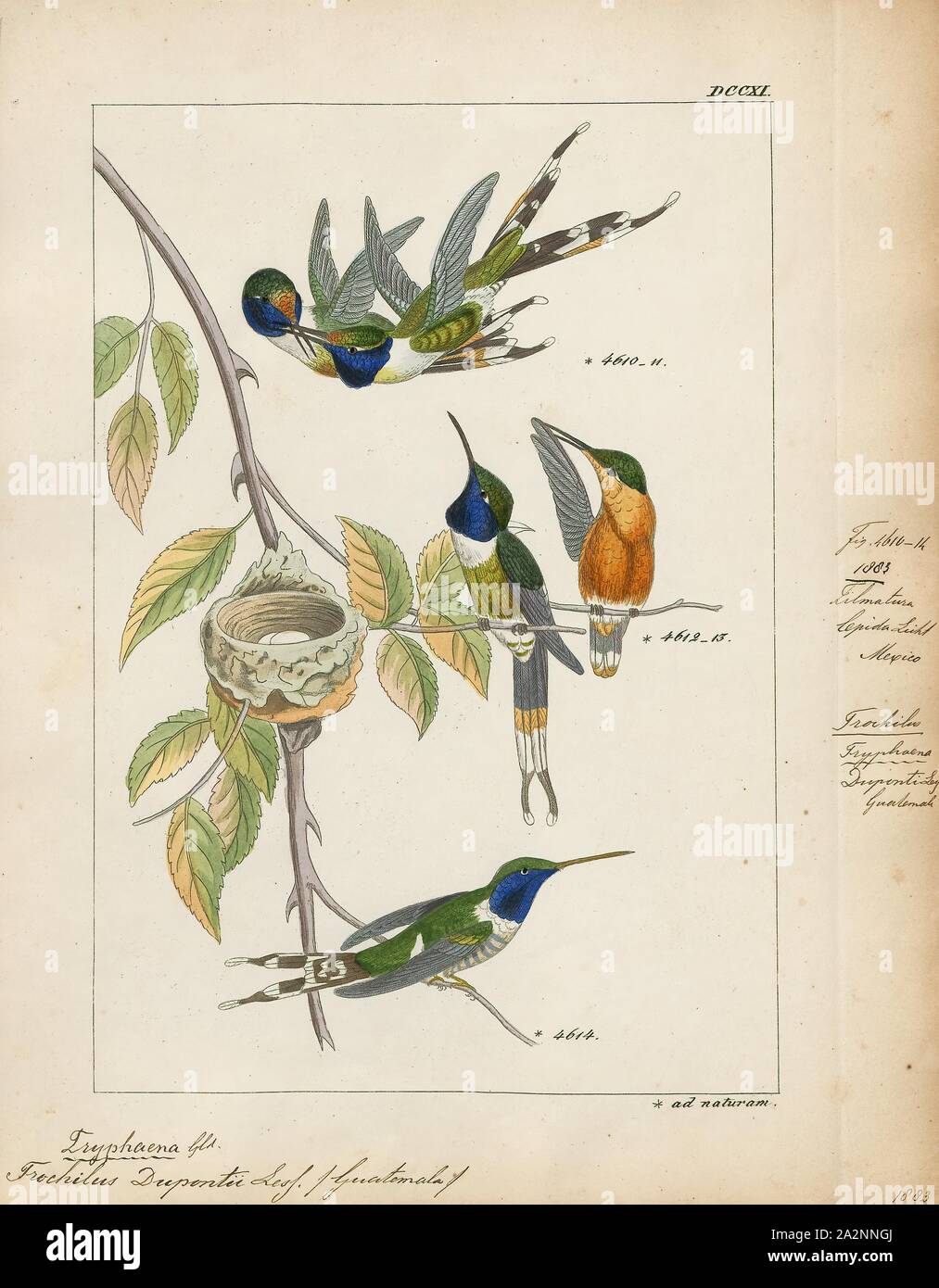 Trochilus duponti hi-res stock photography and images - Alamy