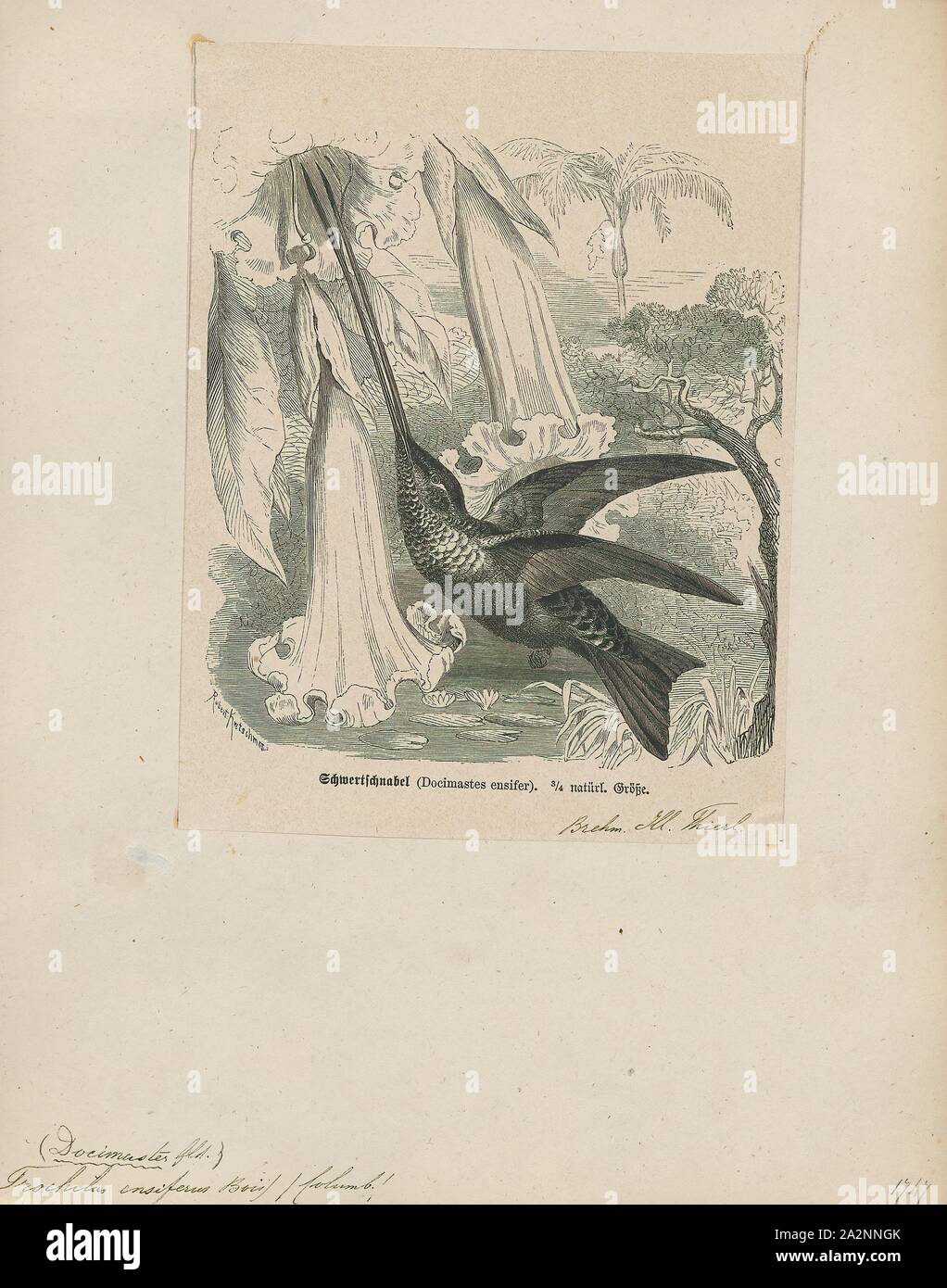 Trochilus ensiferus, Print, Streamertail, The streamertails are ...