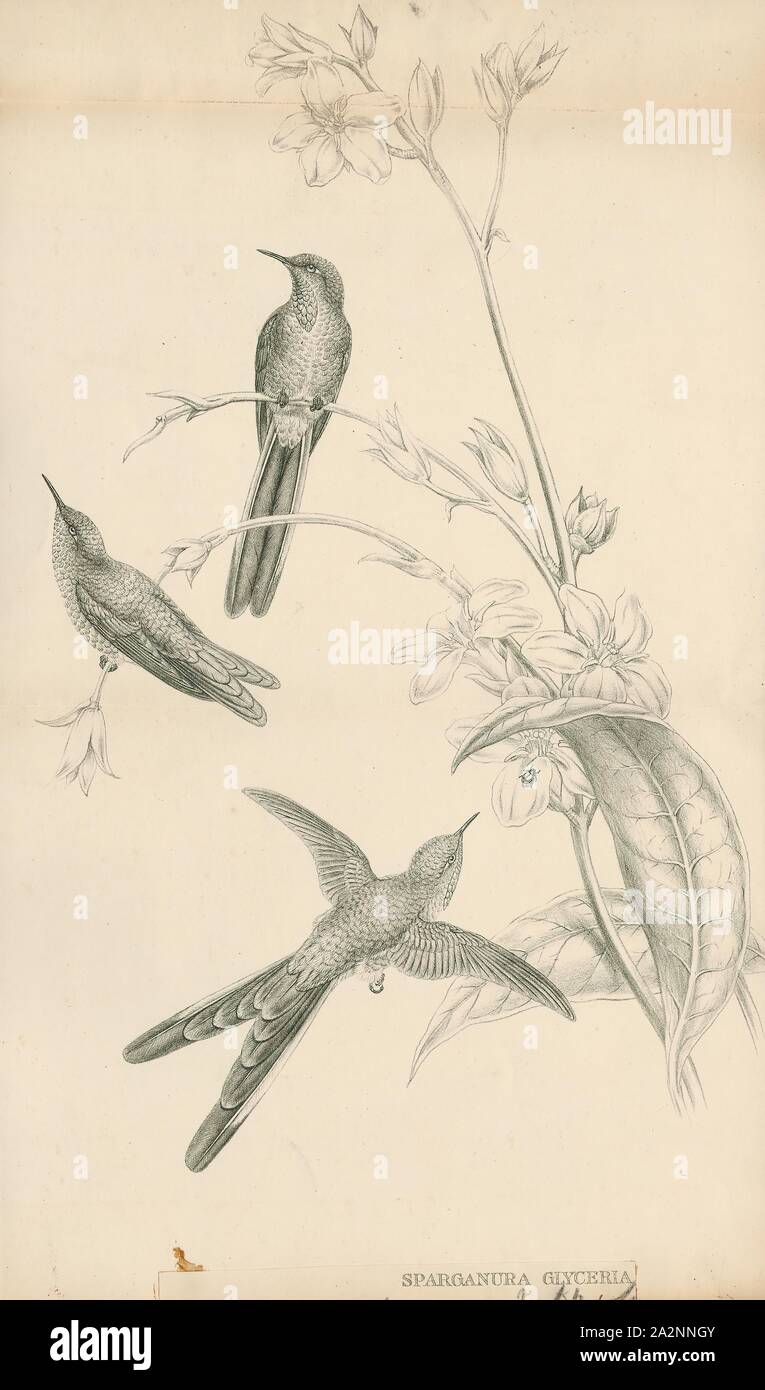 Trochilus glyceria hi-res stock photography and images - Alamy