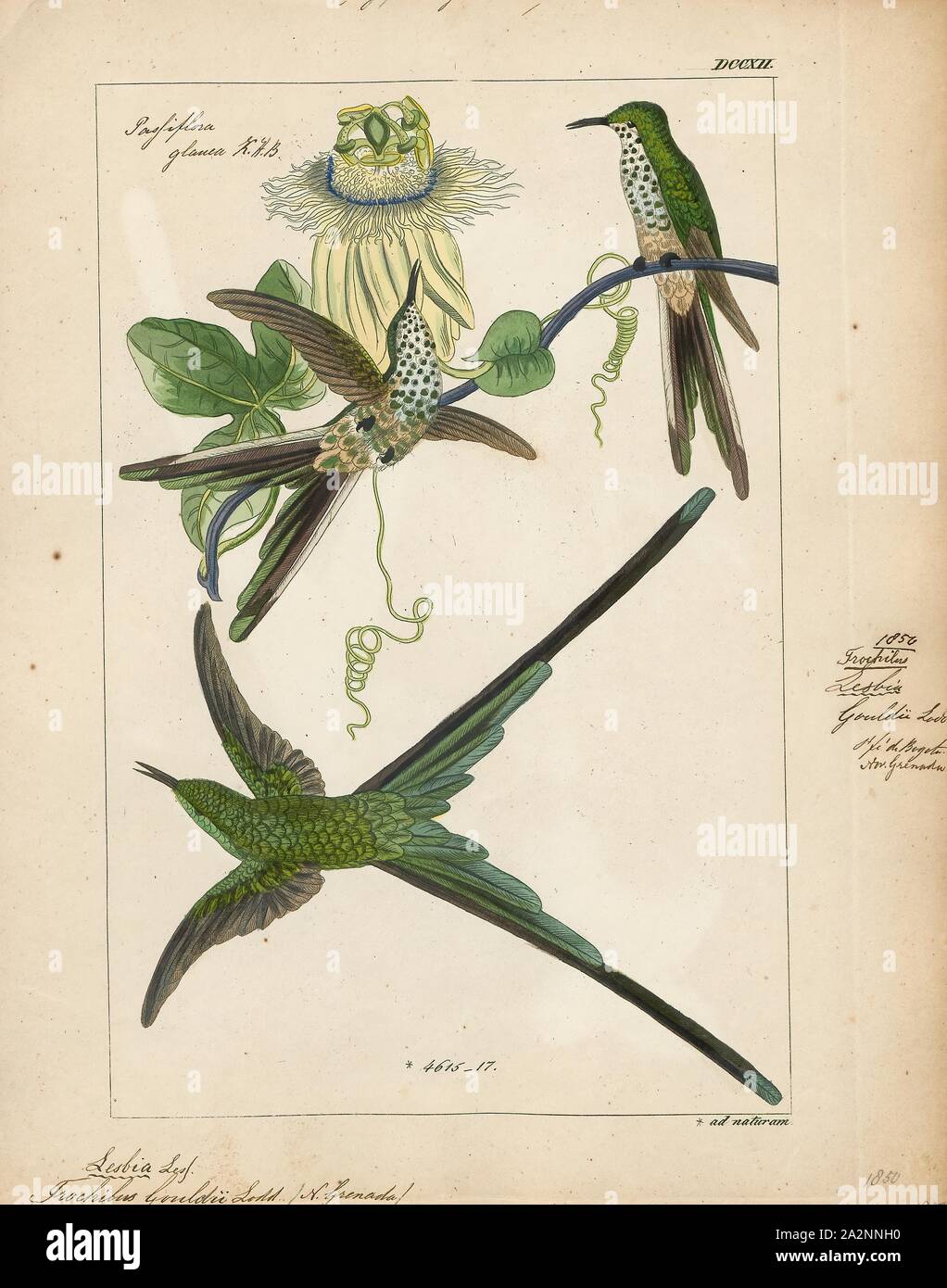 Trochilus gouldii, Print, Streamertail, The streamertails are ...