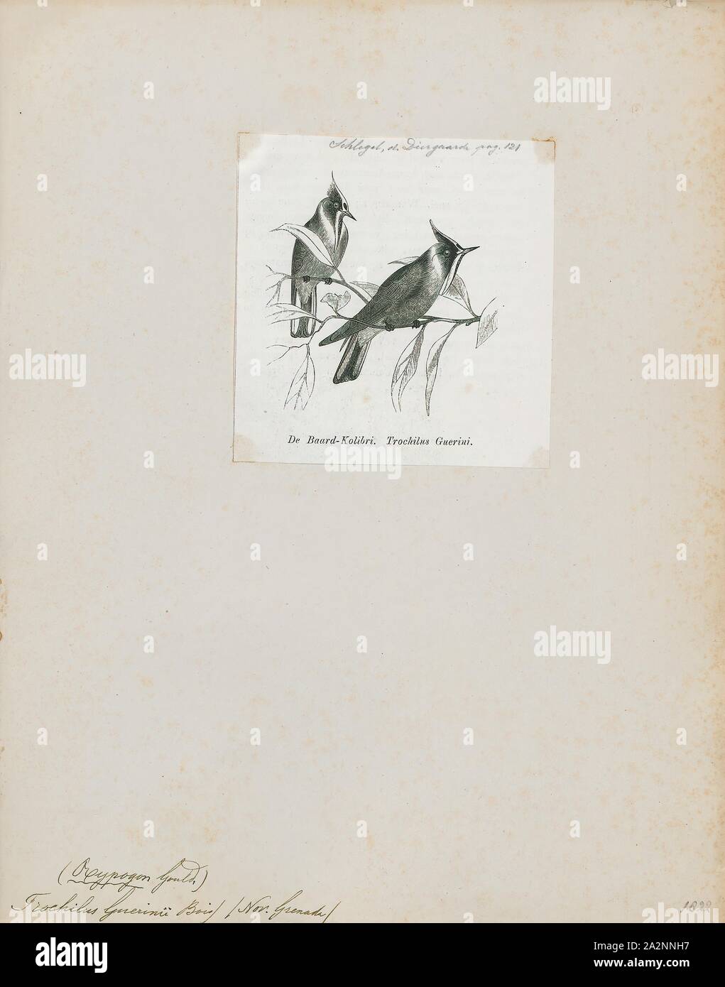 Trochilus species hi-res stock photography and images - Alamy