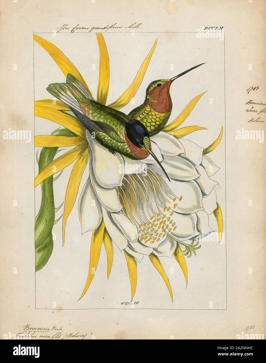 Trochilus inca hi-res stock photography and images - Alamy