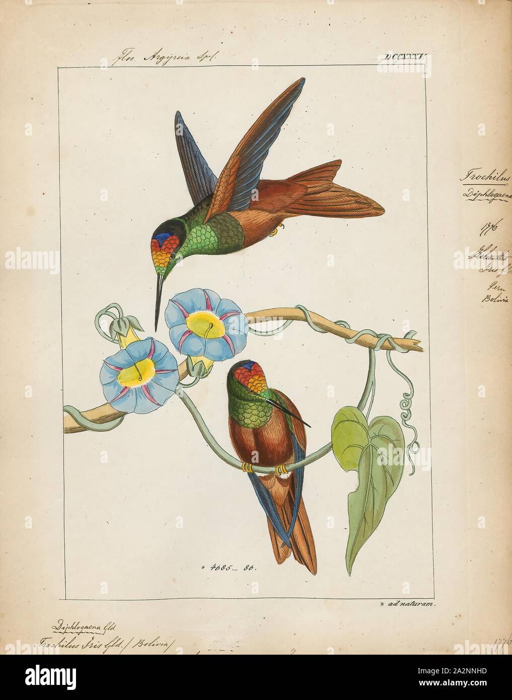 Trochilus iris, Print, Streamertail, The streamertails are hummingbirds ...