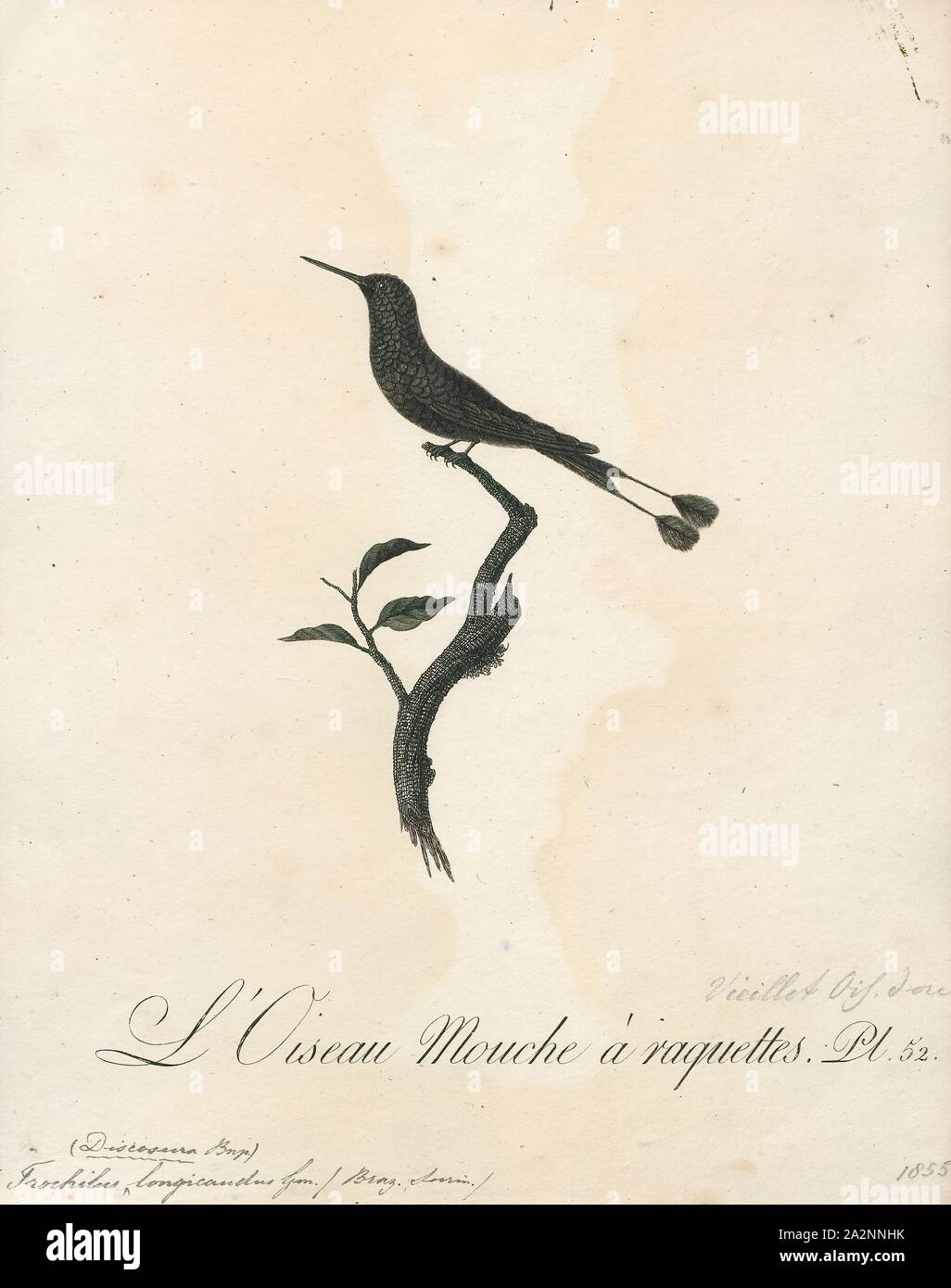 Trochilus longicaudus, Print, Streamertail, The streamertails are ...