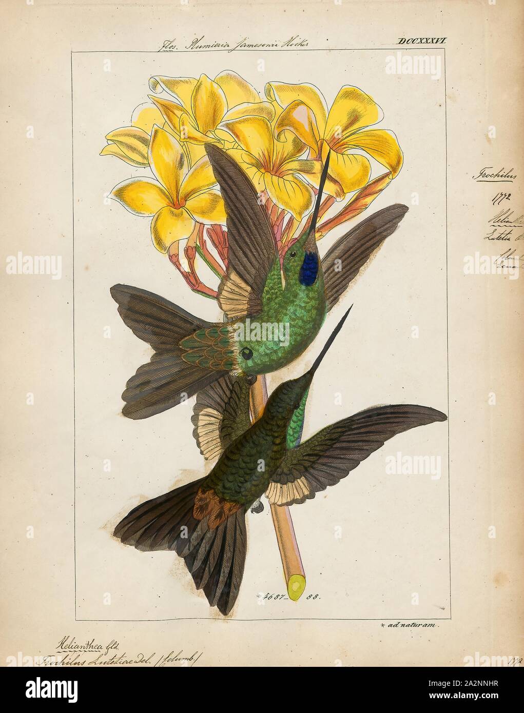 Trochilus lutetiae, Print, Streamertail, The streamertails are ...