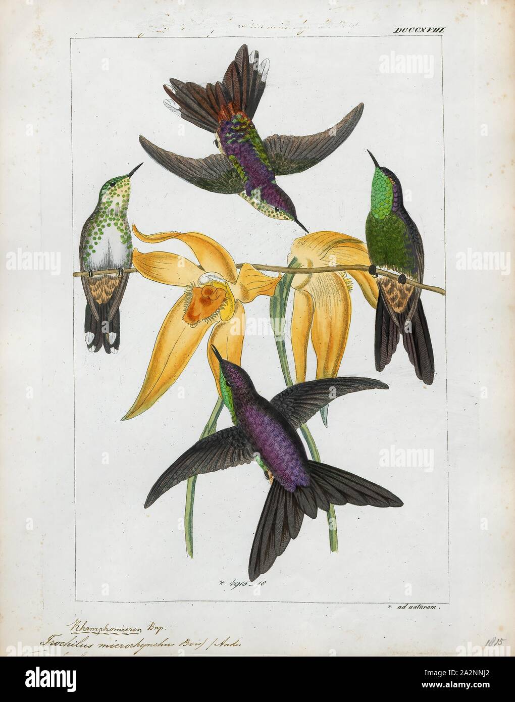 Trochilus microrhynchus hi-res stock photography and images - Alamy