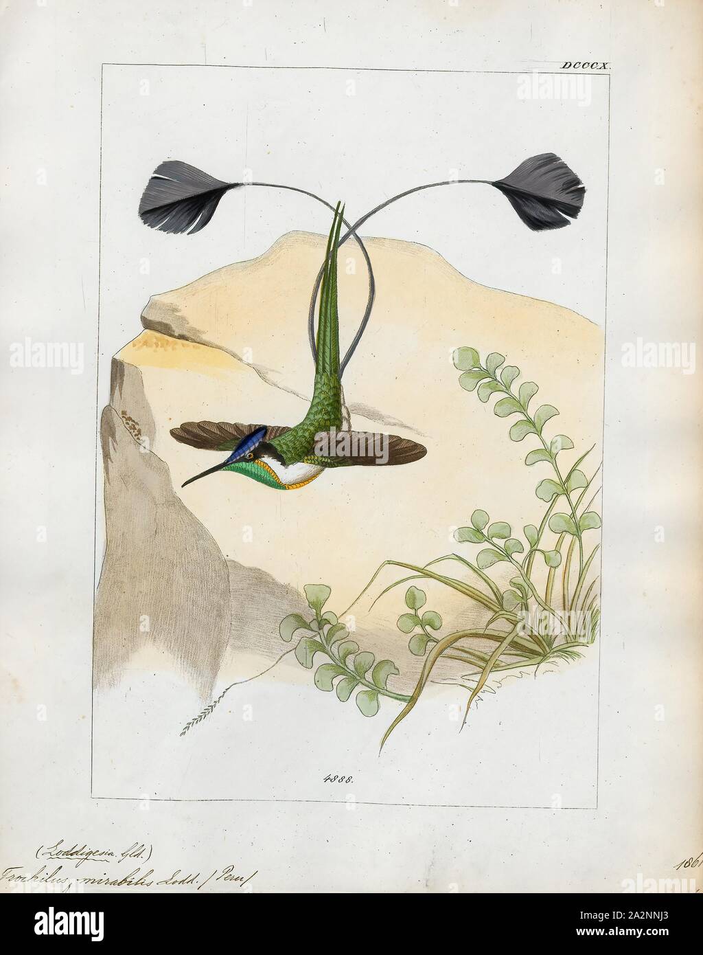 Trochilus mirabilis hi-res stock photography and images - Alamy