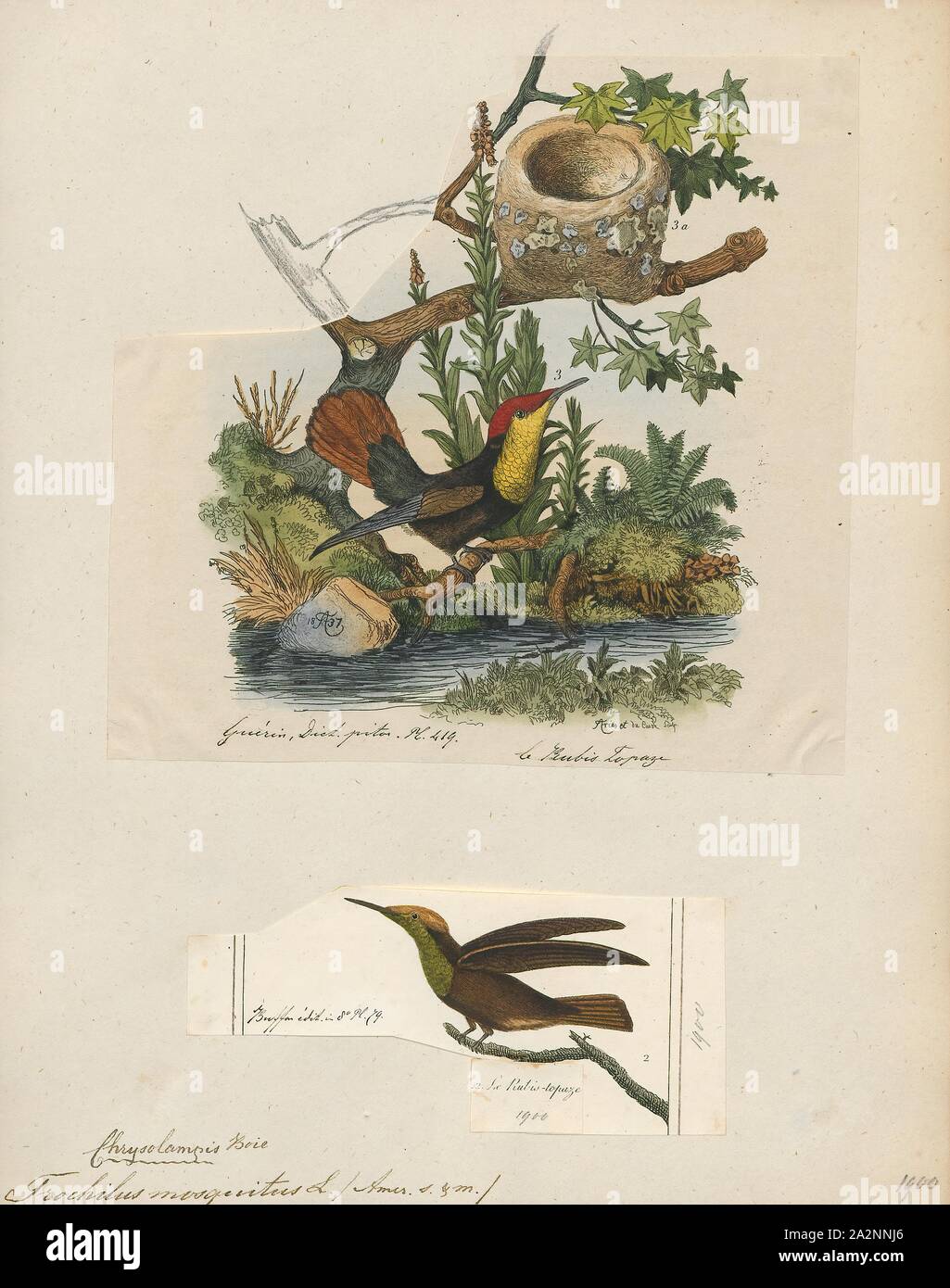 Trochilus mosquitus, Print, Streamertail, The streamertails are ...